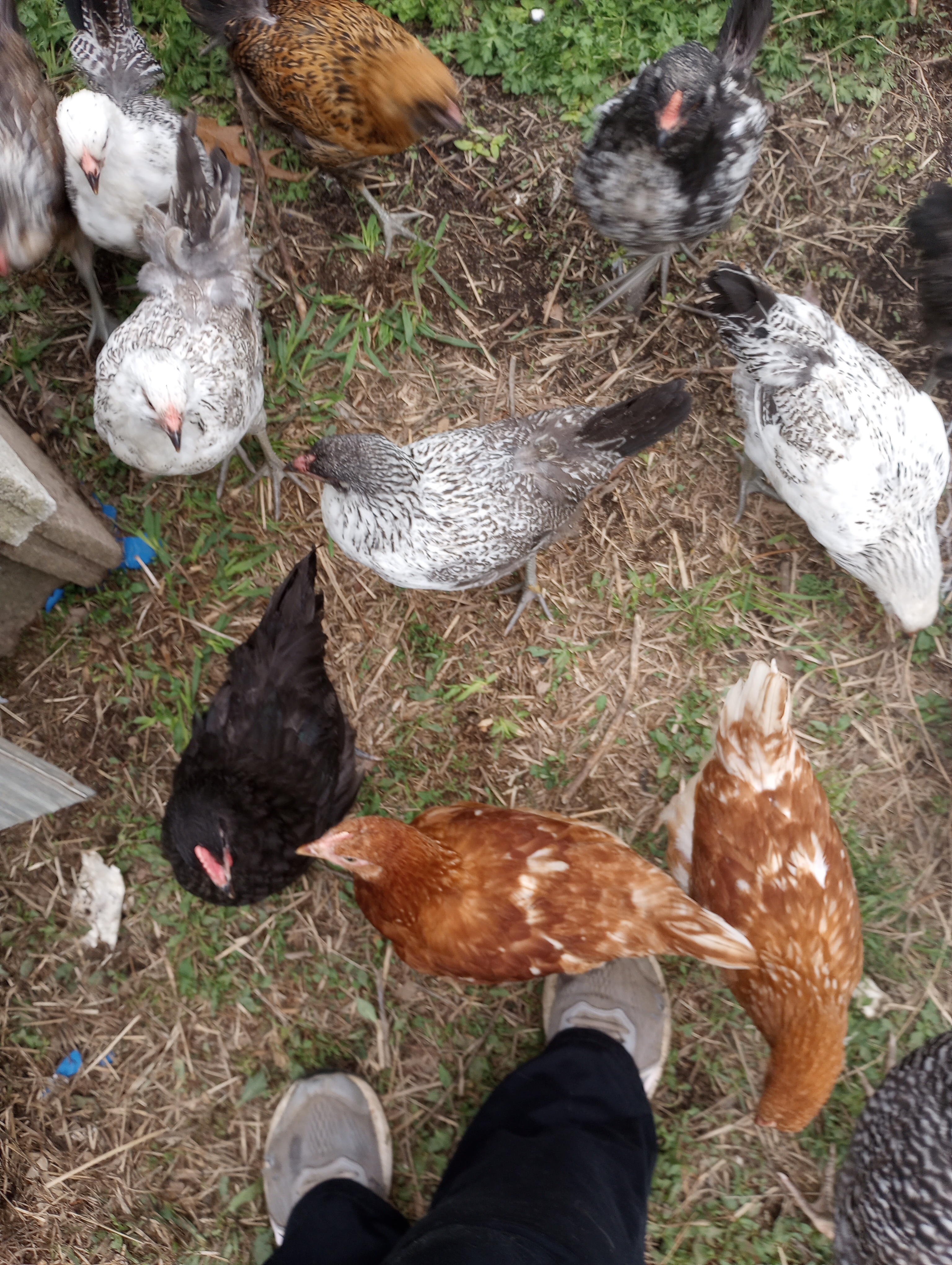 Cornish Rock Cross Chickens – Little Rock Poultry