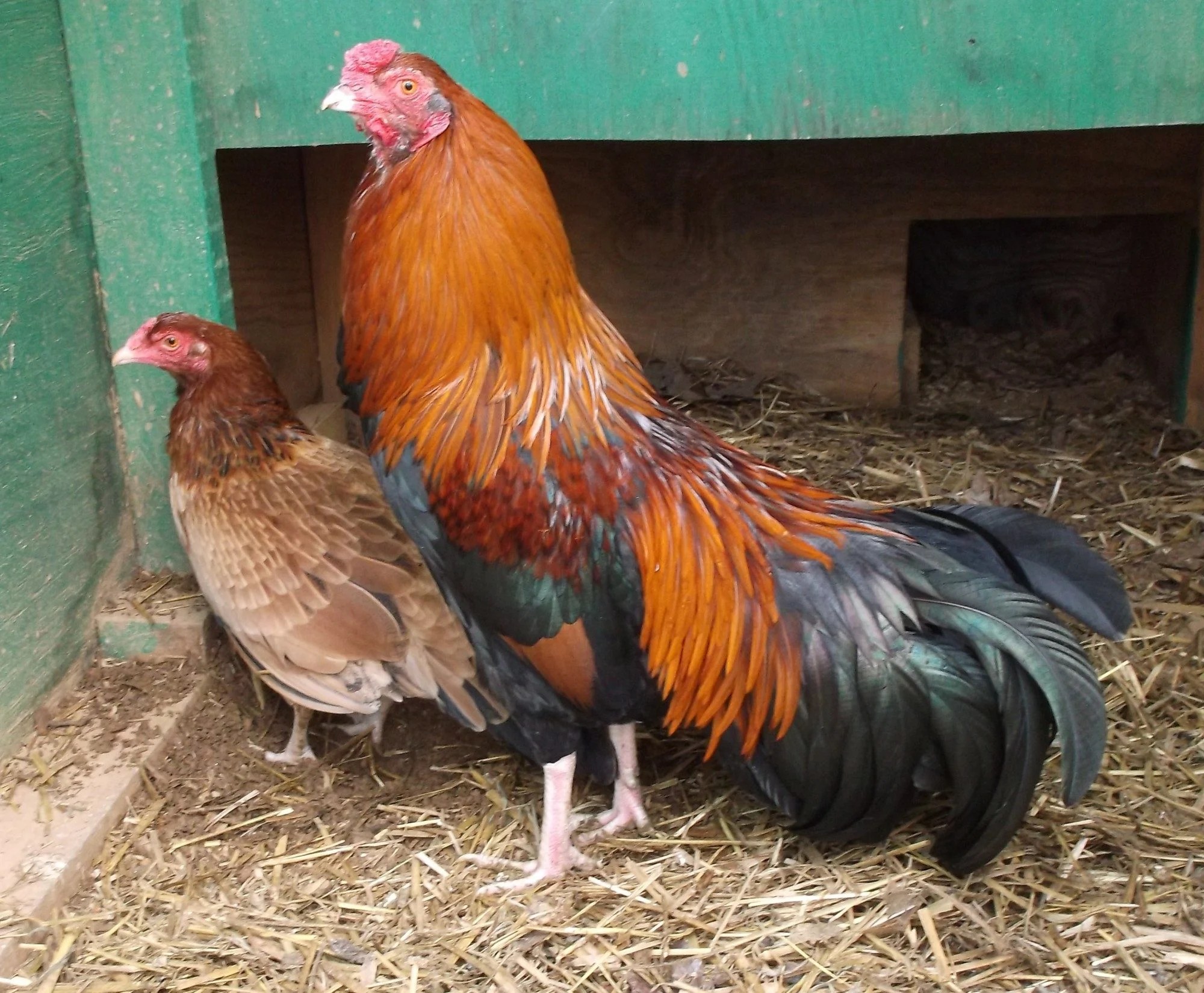 Poultry – Little Rock Poultry