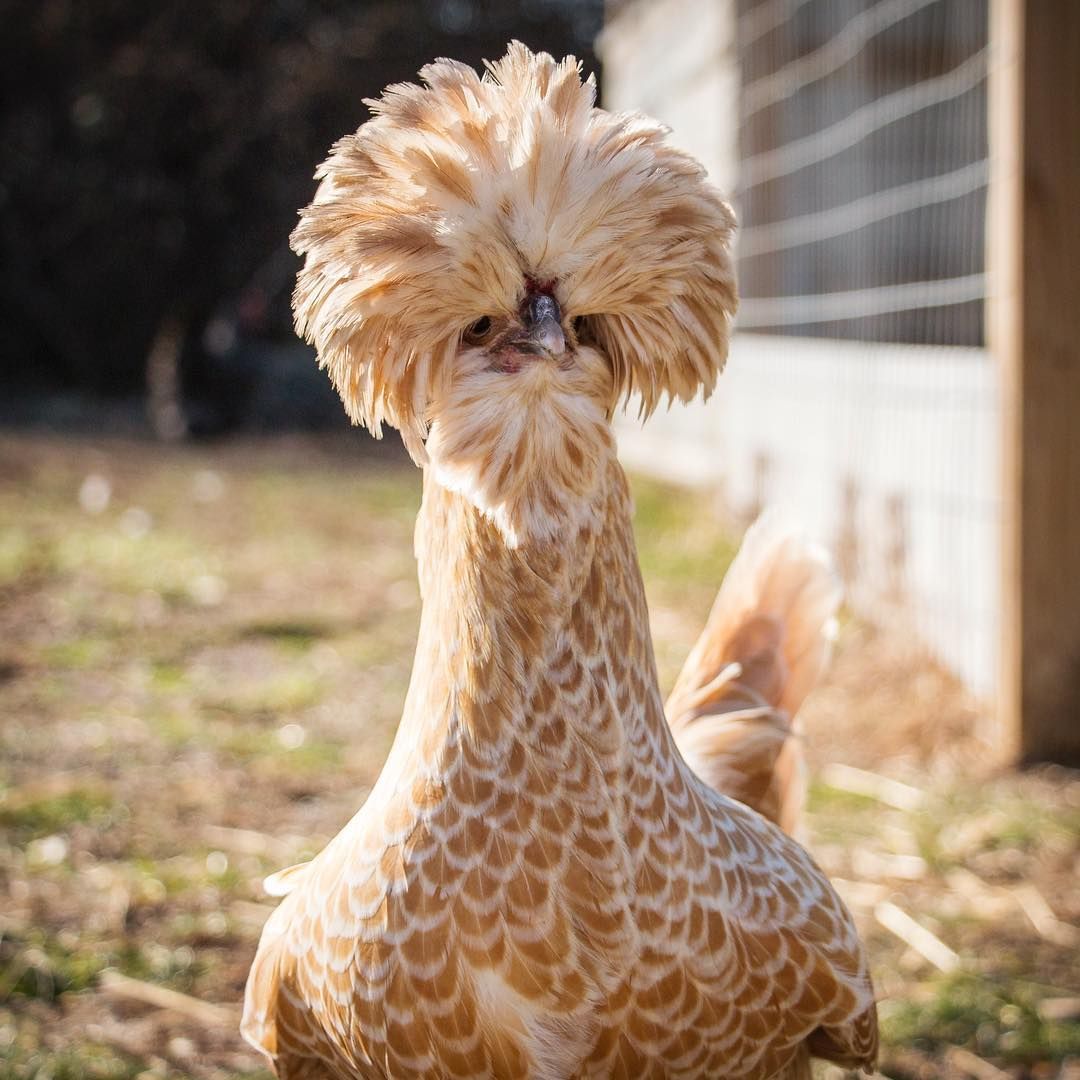 Buff Laced Polish – Little Rock Poultry